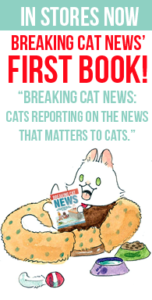 About – BREAKING CAT NEWS